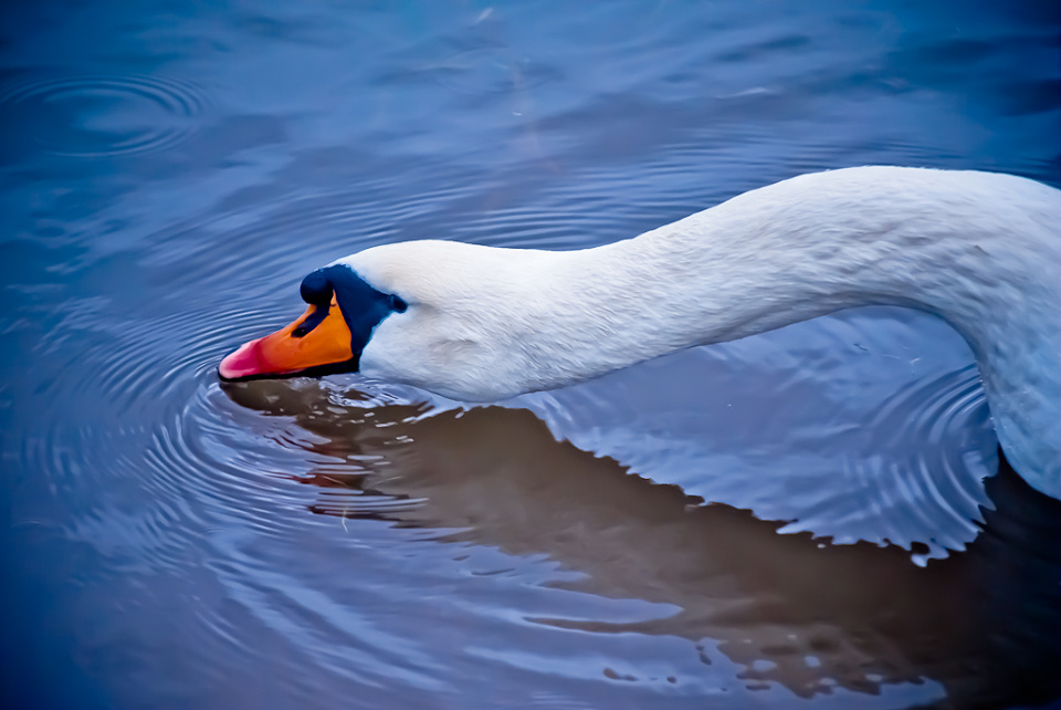 THIRSTY SWAN | admirer | Blipfoto