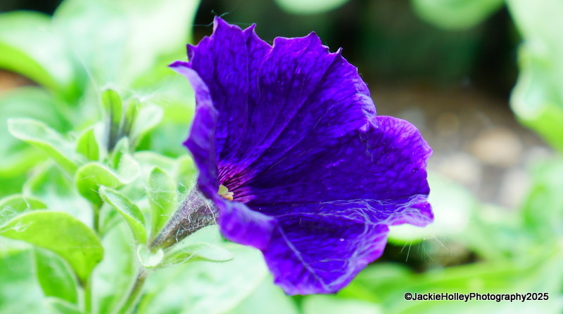 The First Petunia | ThingsBeautiful | Blipfoto