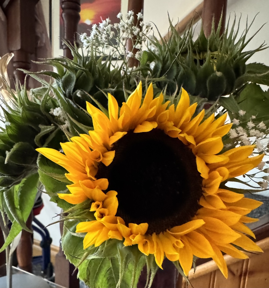 SUPERMARKET SUNFLOWER | sunflower | Blipfoto