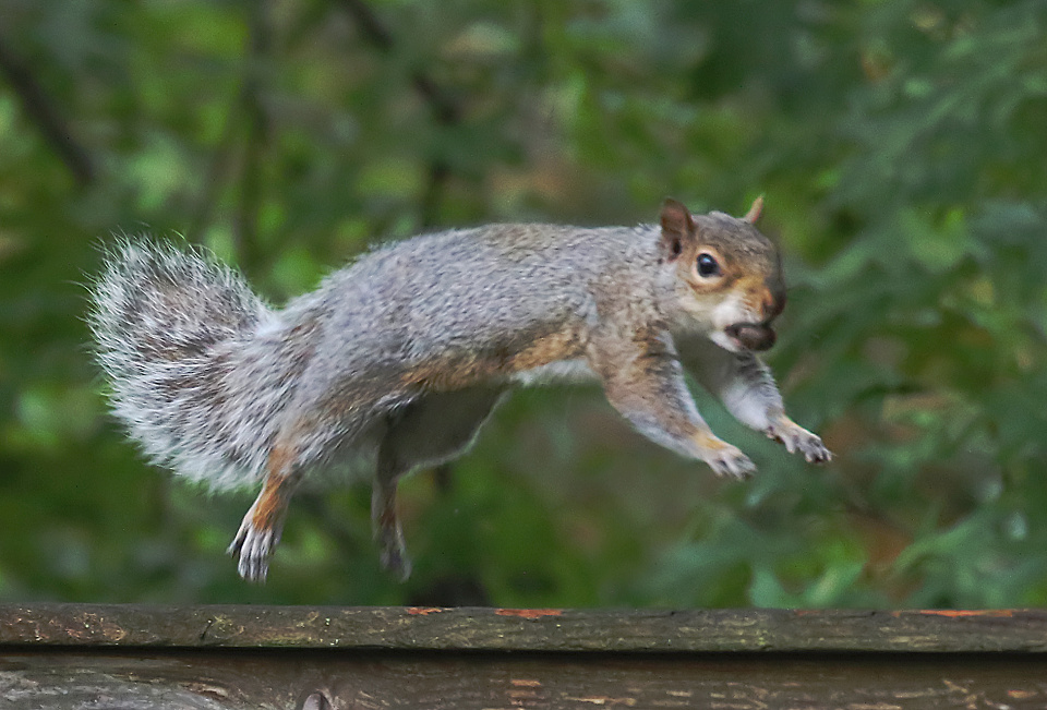 Squirrel Leaping | VandeGraaff | Blipfoto
