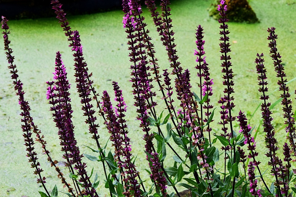 More ............. | BikerBear | Blipfoto