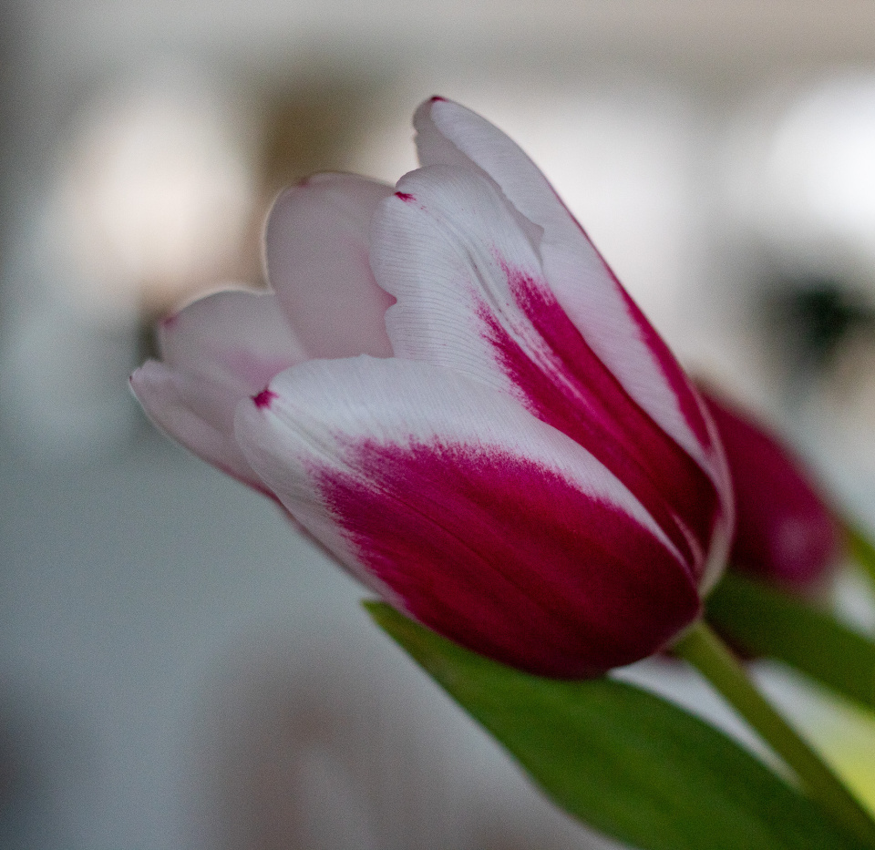 Tulips | KathyH58 | Blipfoto