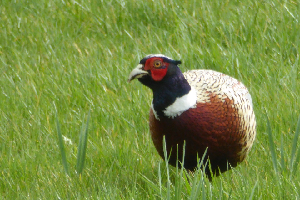 Pleasant Pheasant | karenmace25 | Blipfoto