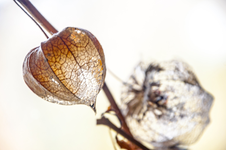 Finally some decent light | Ingeborg | Blipfoto