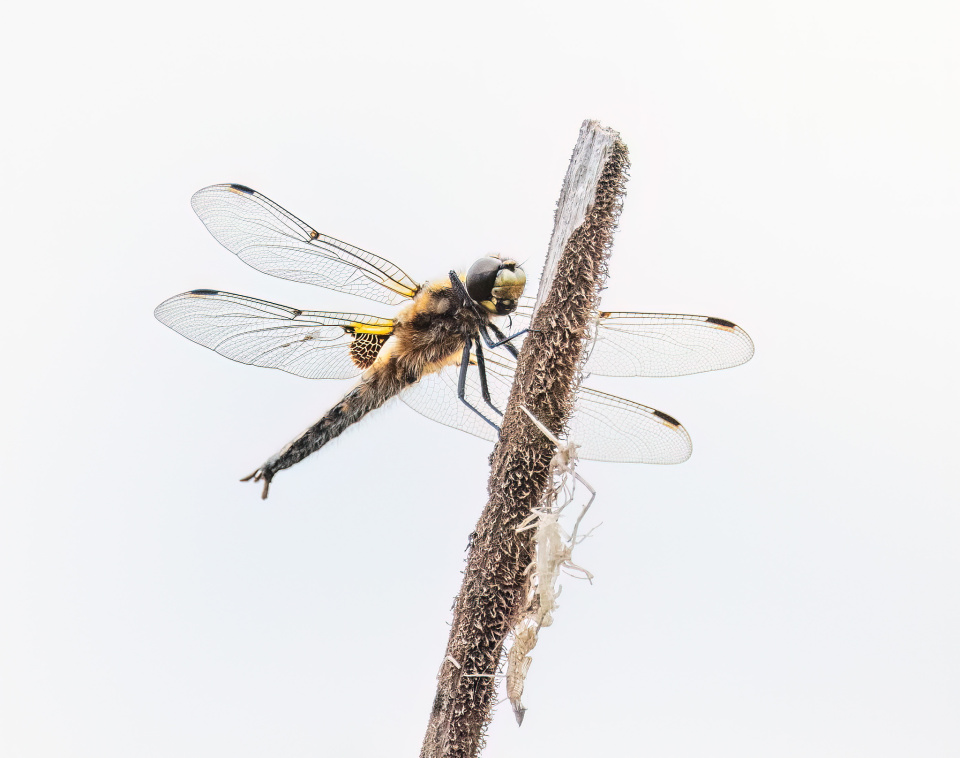 Chaser | Hillyblips | Blipfoto