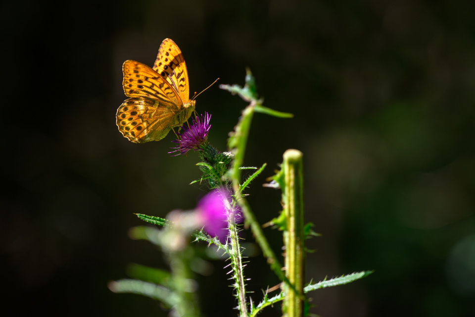 Fritillary butterfly | NickyR | Blipfoto