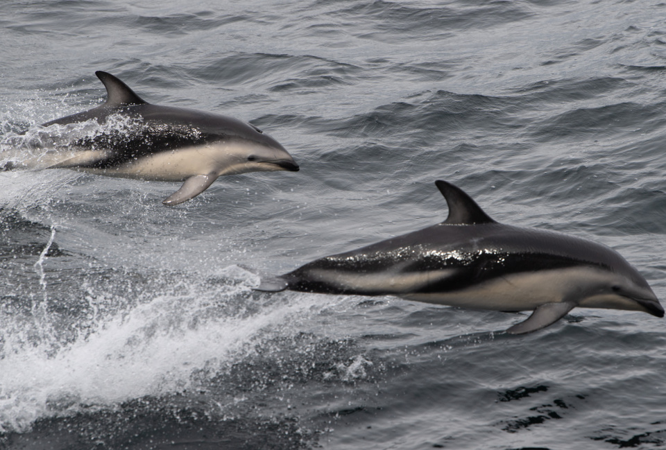 Dusky dolphins in the Beagle Passage Chile. | maxellis | Blipfoto