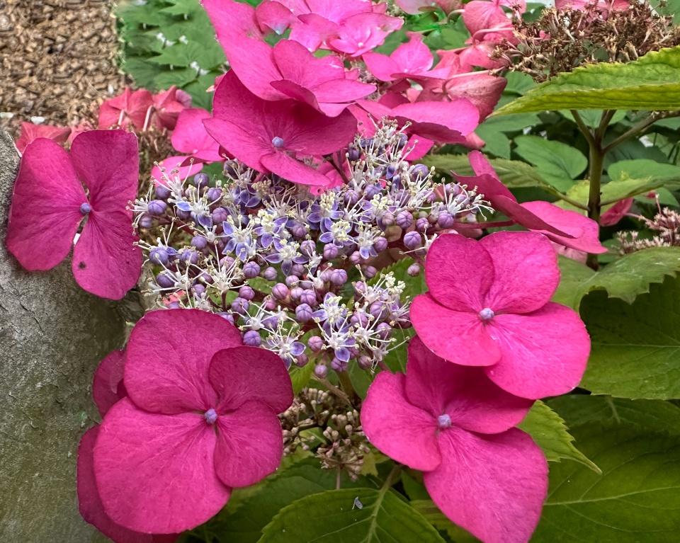 Late Night Hydrangea | soozaday | Blipfoto