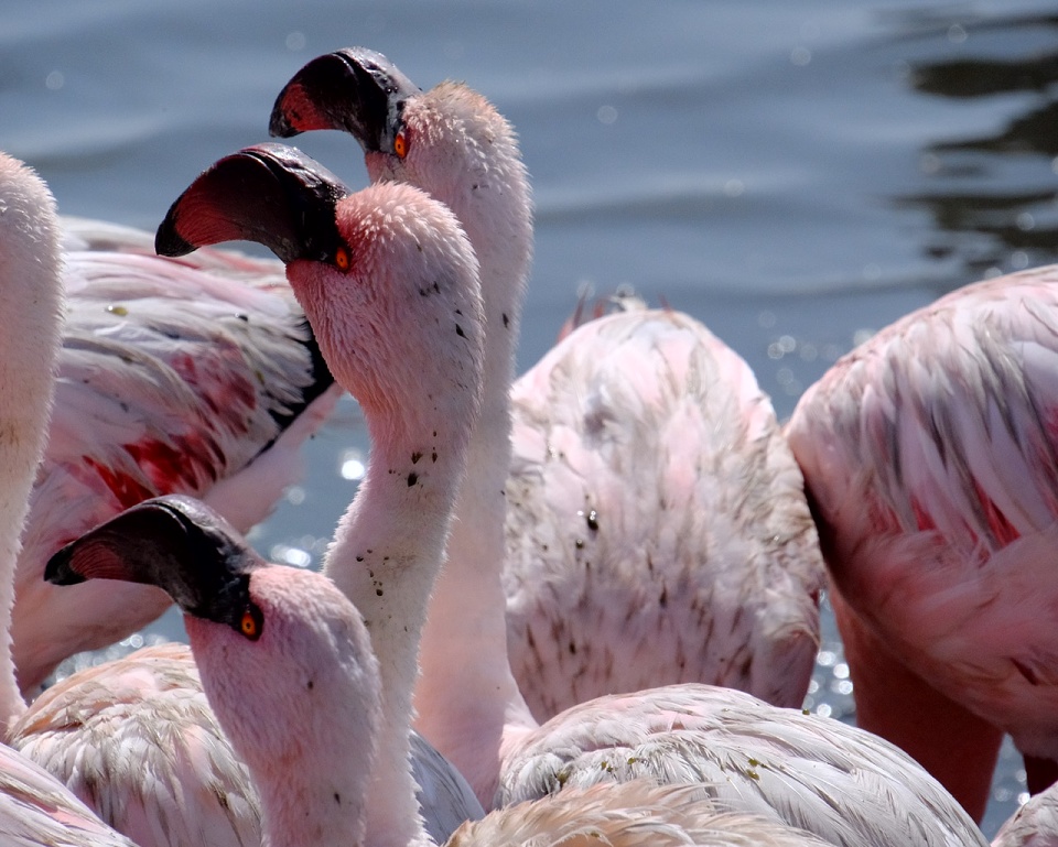 Today is another flamingo day | Energia | Blipfoto