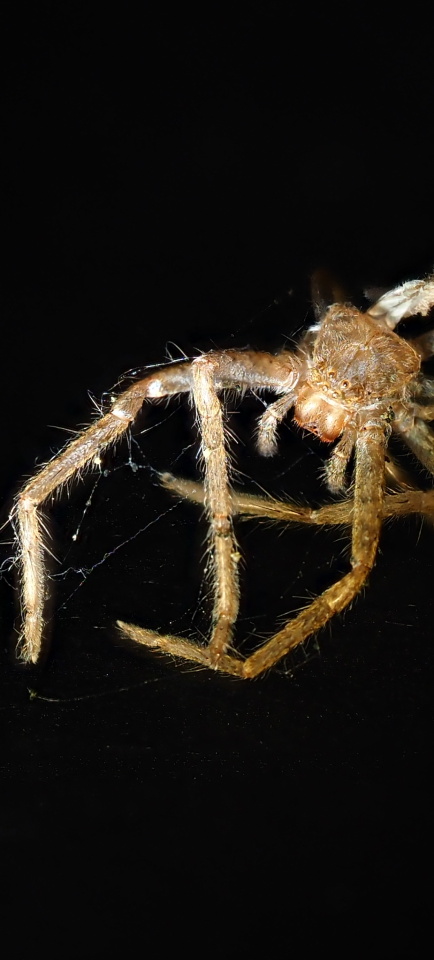 A spider's exoskeleton. | AnnieBelle | Blipfoto