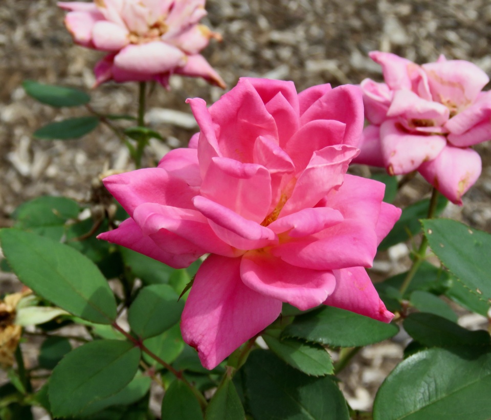 Entirely Busy Being Roses | GirlWithACamera | Blipfoto