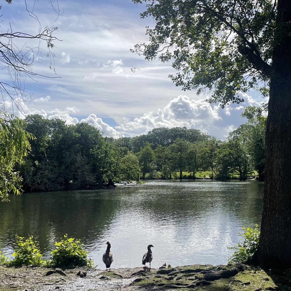 Little ones | windychickens | Blipfoto