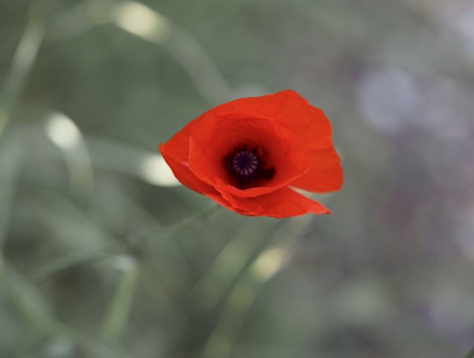 Just one left... | lesmark | Blipfoto