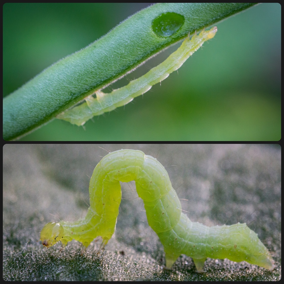 Garden Drama...BeanEater | maura143 | Blipfoto