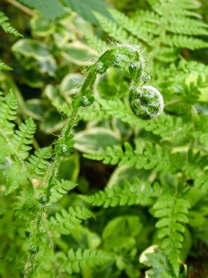 Green spirals | Kate64 | Blipfoto