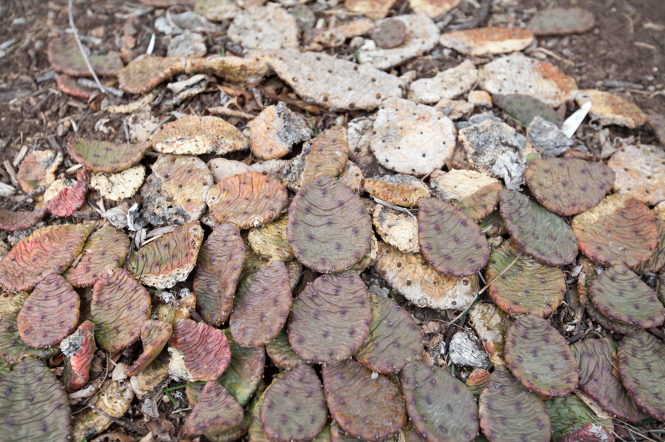 Dead cactus | FotoAlex | Blipfoto