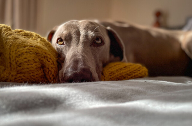 Sleepy Abe | Barking | Blipfoto