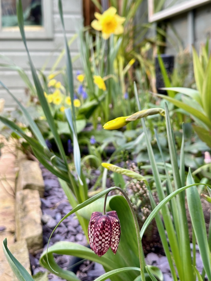 Spring flowers | Amanda_T | Blipfoto