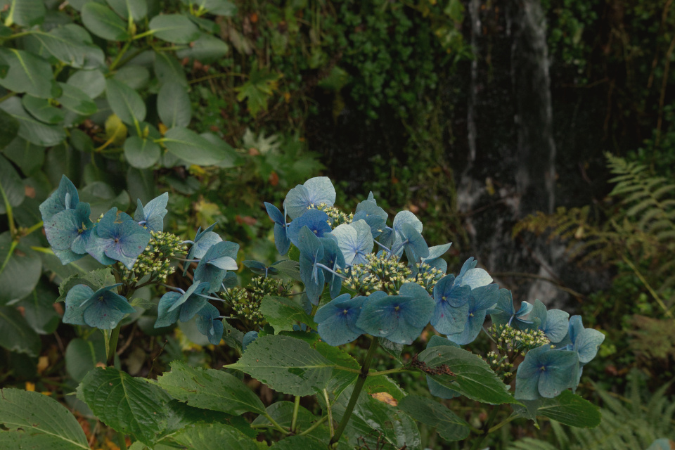 Blue Hydrangeas from the Himalayan Gardens | Janejimo | Blipfoto