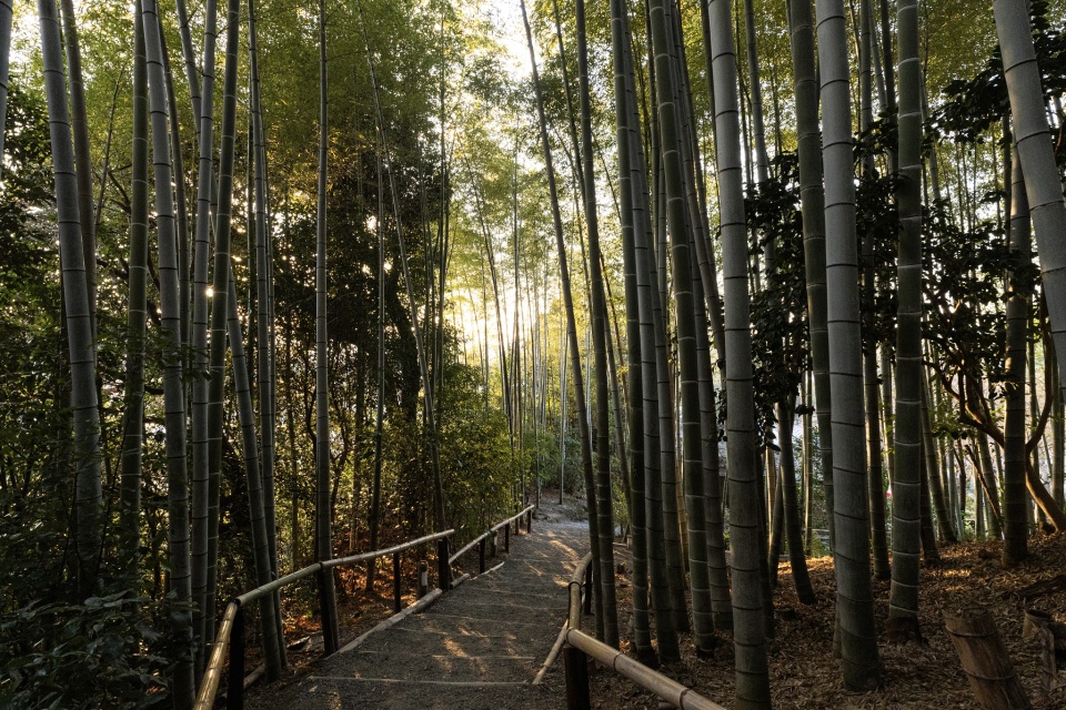 Contemplative in Kyoto | maureen6002 | Blipfoto