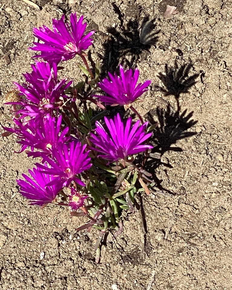 TRAILING ICE PLANT: LAMPRANTHUS spectabillis | simisue | Blipfoto