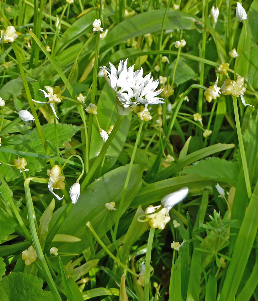 Few flowered leek with... | Pleach | Blipfoto