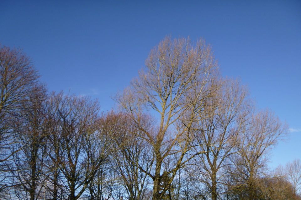 Blue skies | rat | Blipfoto