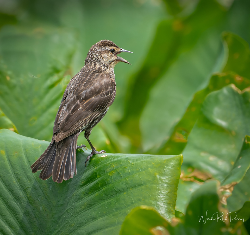 Marsh Bird | wrperry | Blipfoto