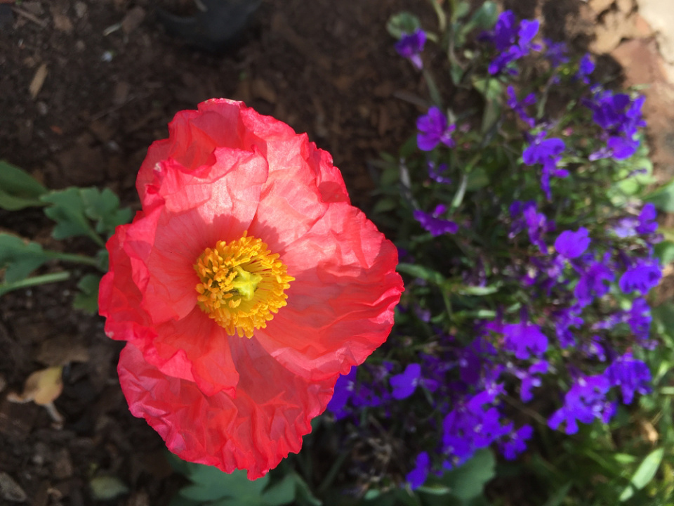 My first poppy | LouiseP | Blipfoto