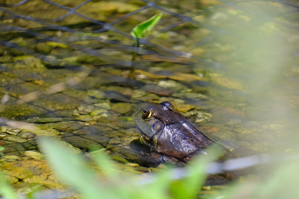 Not tiny | Energia | Blipfoto