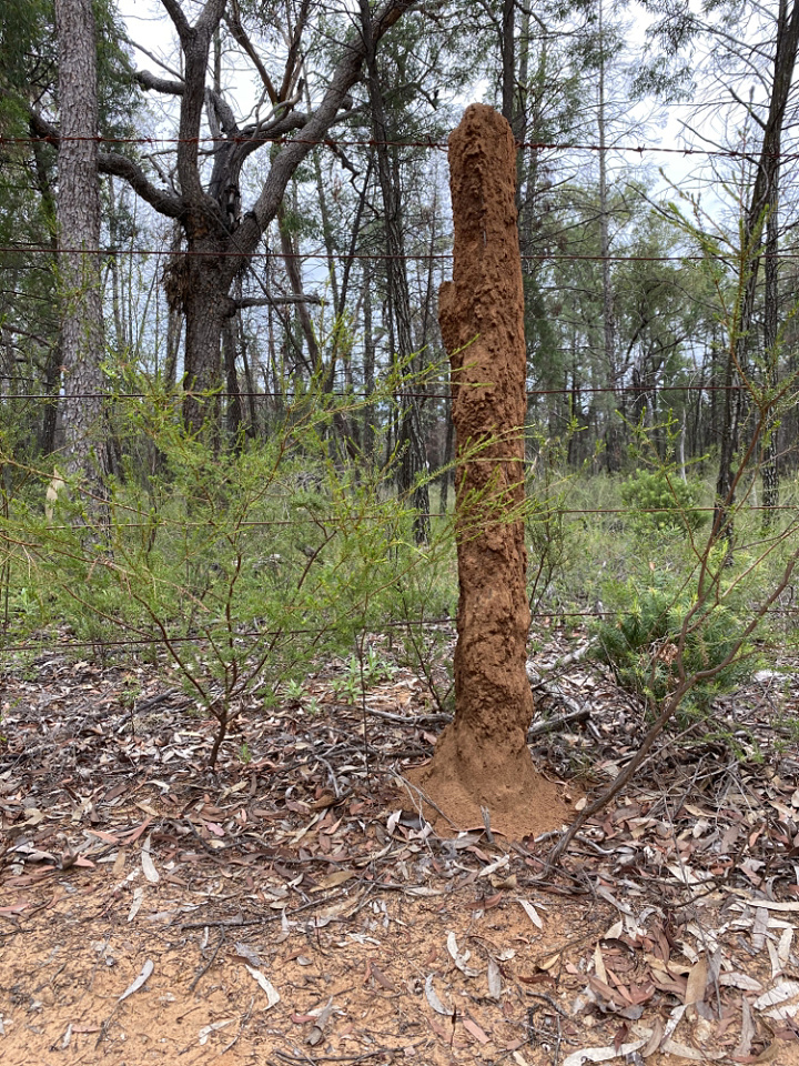 Fence post or ant heap? | camflutter | Blipfoto