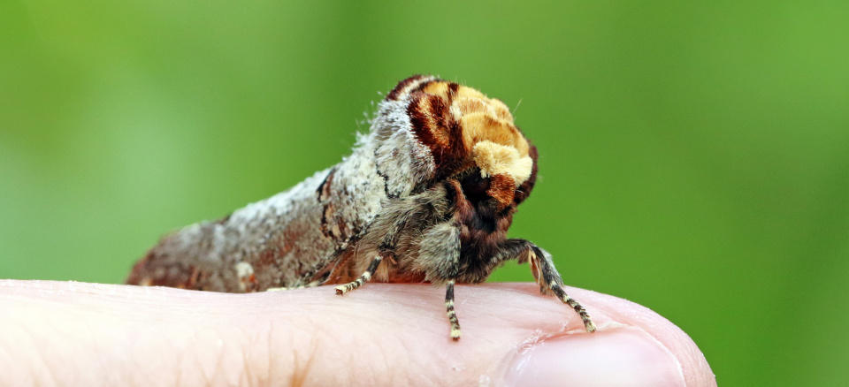 Buff Tip Moth | Nicpic | Blipfoto