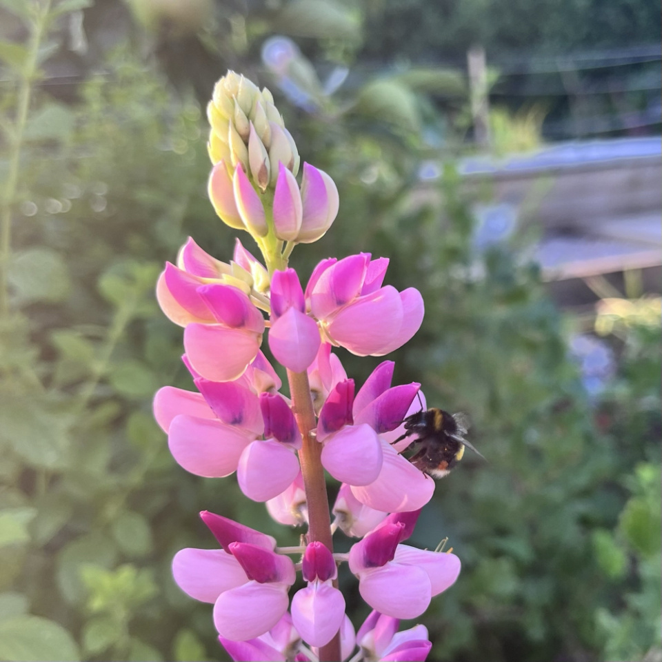 Late foraging bee | CherryR | Blipfoto