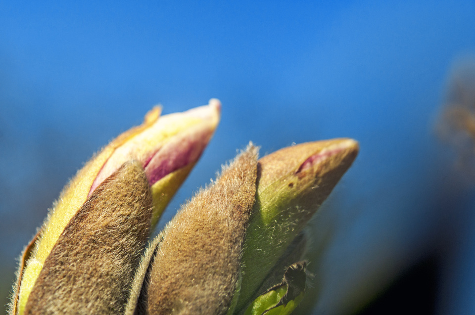 Twin buds | Ingeborg | Blipfoto
