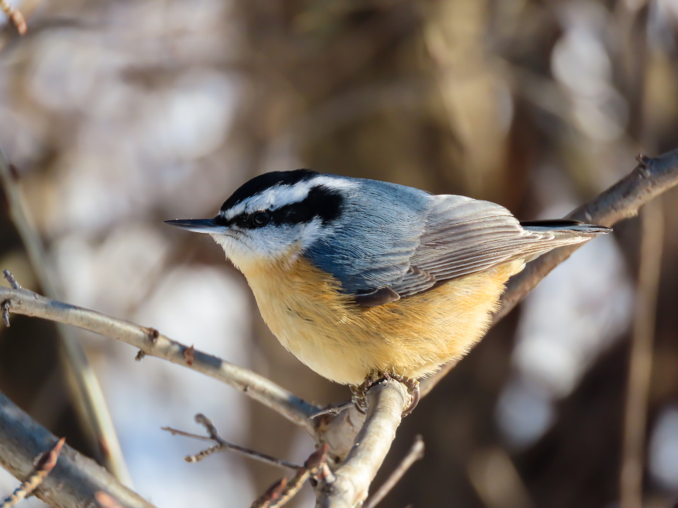 Red Breasted Nuthatch | KevinV | Blipfoto