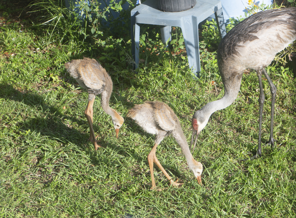 More | bugsman | Blipfoto