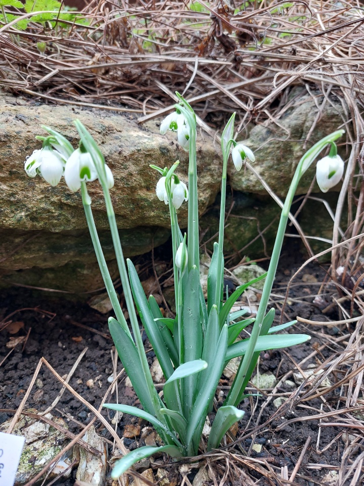 Snowdrop "Hippolyta" | helenann | Blipfoto