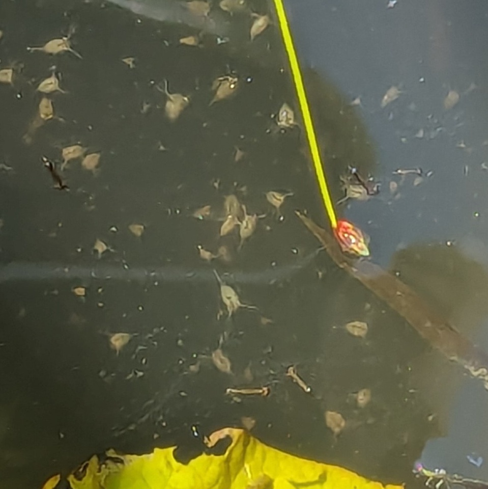 Blink and you'll miss them | Melisseus | Blipfoto