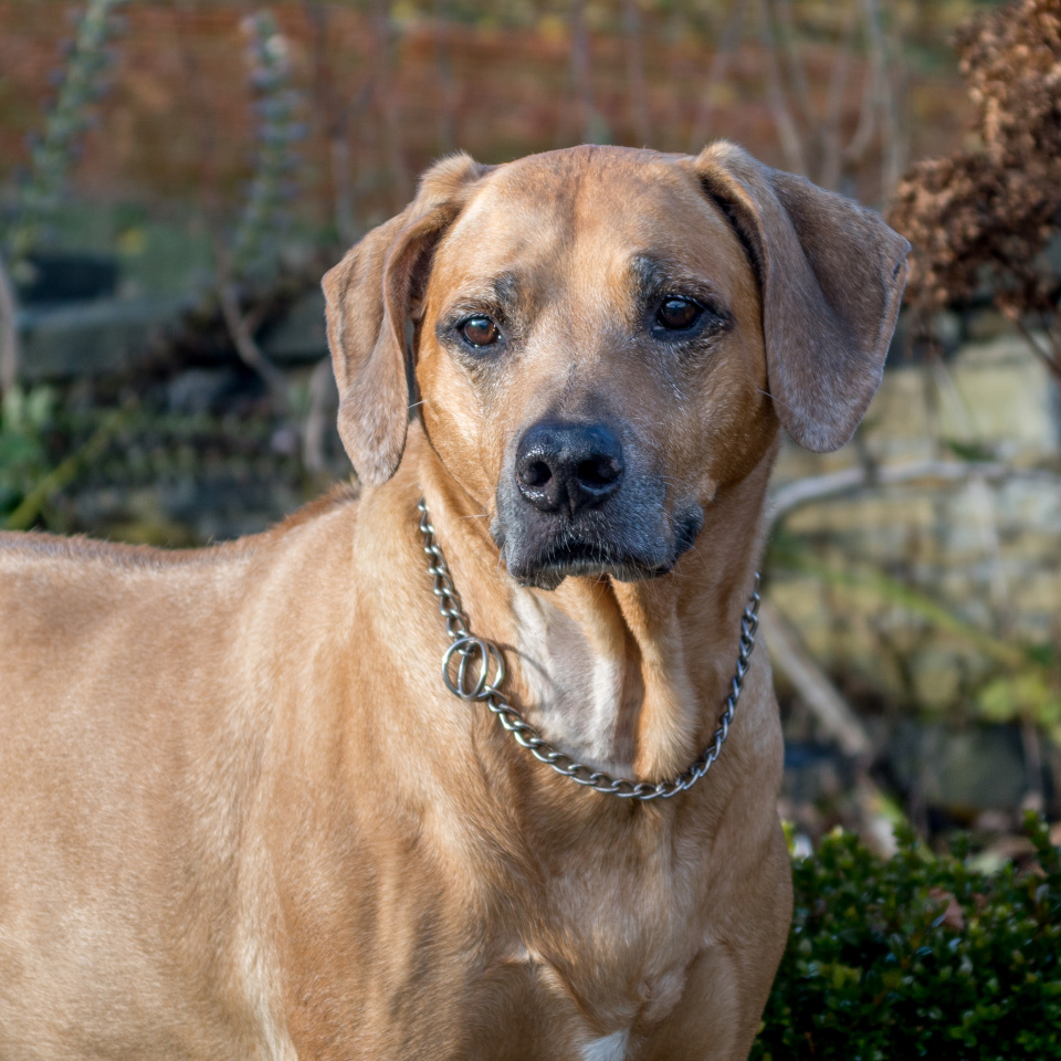 Polly Dog | MidgeholeDave | Blipfoto