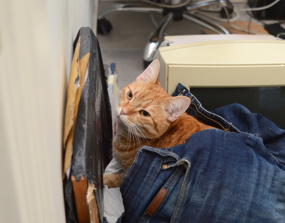 Ginger Jean | murgus | Blipfoto