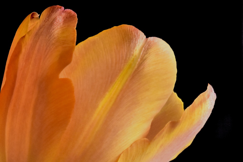 Orange | heanku | Blipfoto