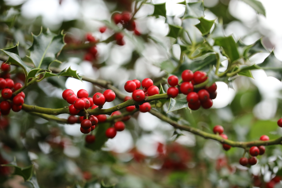 Ready and waiting ... | wrencottage | Blipfoto