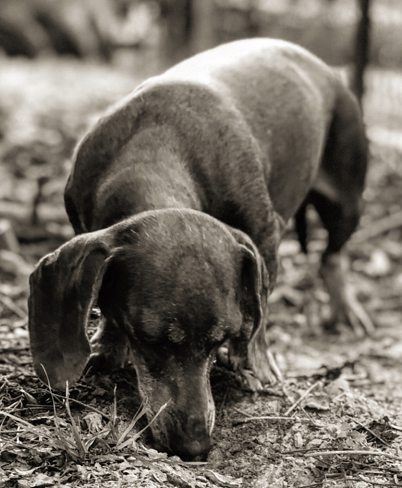 Country dawgs eat dirt! | loveeveryminute | Blipfoto