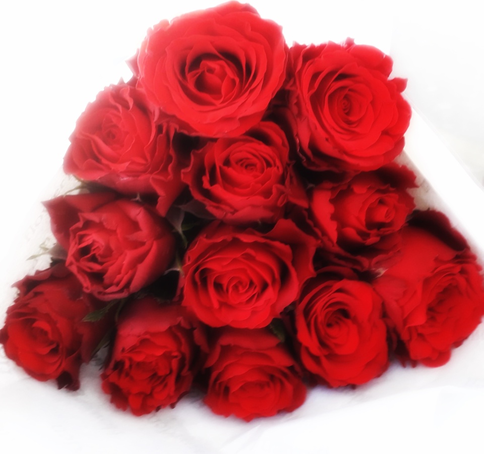 Roses are red... | Emsie | Blipfoto