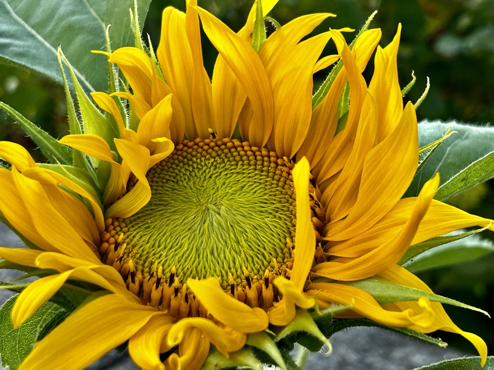 FIRST SUNFLOWER. | Larchlea | Blipfoto