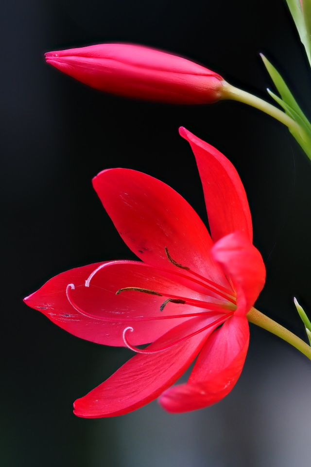 River lily | AnnieBelle | Blipfoto