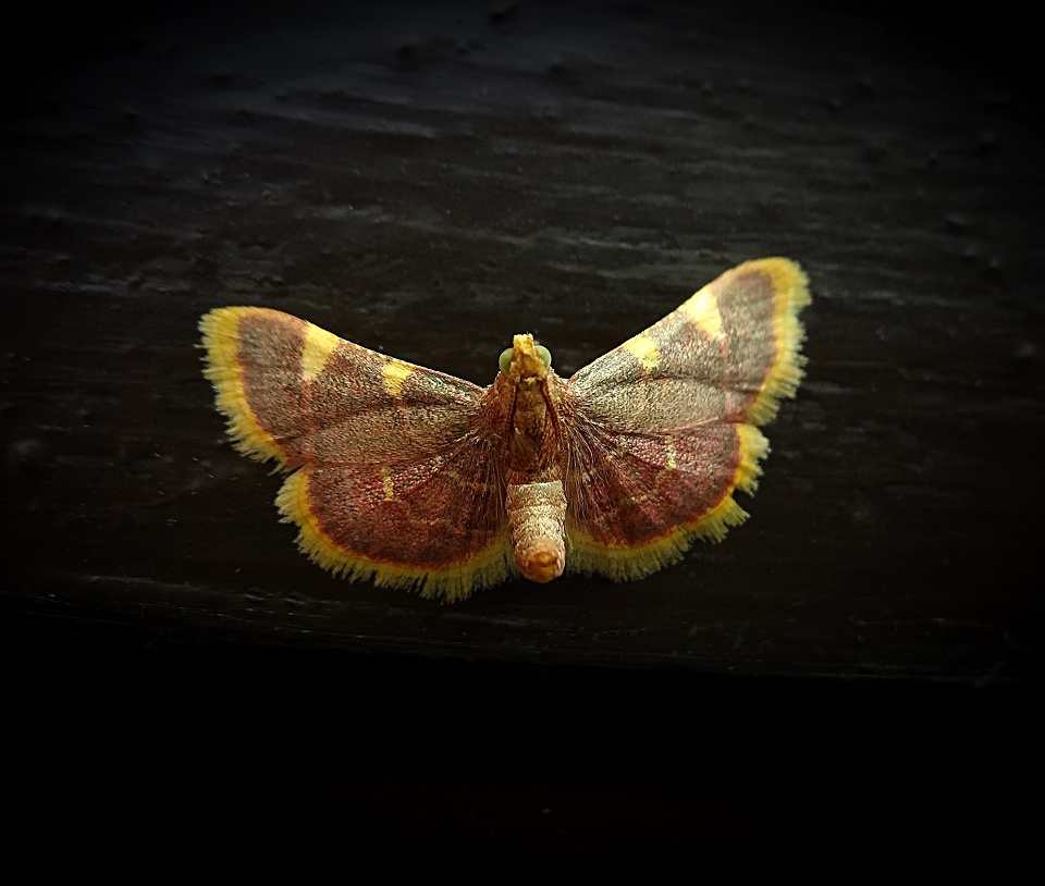 GOLD TRIANGLE MOTH. | Gatekeeper | Blipfoto