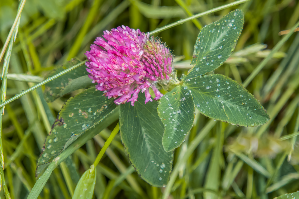 Red Clover - Trifolium Pratense | Snowcycle | Blipfoto