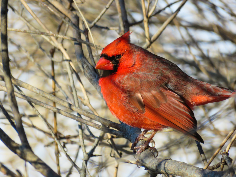 Cardinal in the sun | KevinV | Blipfoto