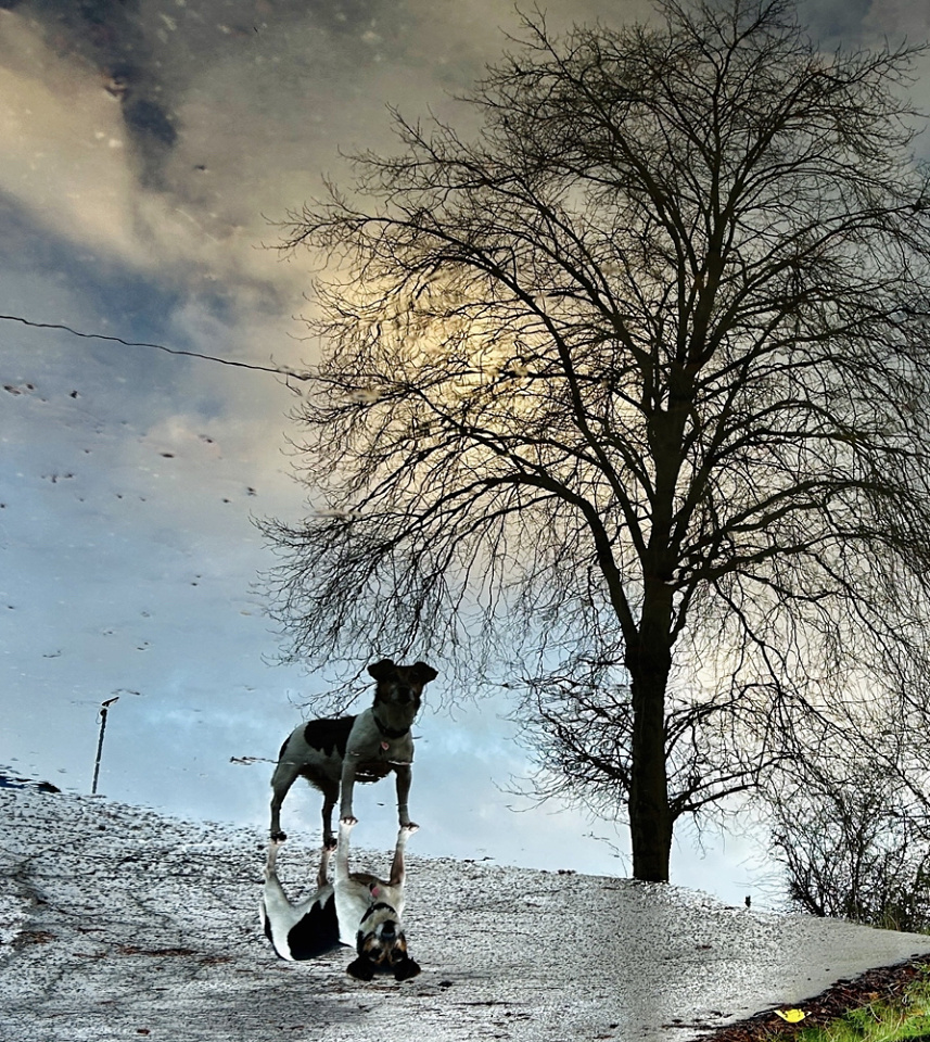 DIFFERENT REFLECTIONS. | Larchlea | Blipfoto